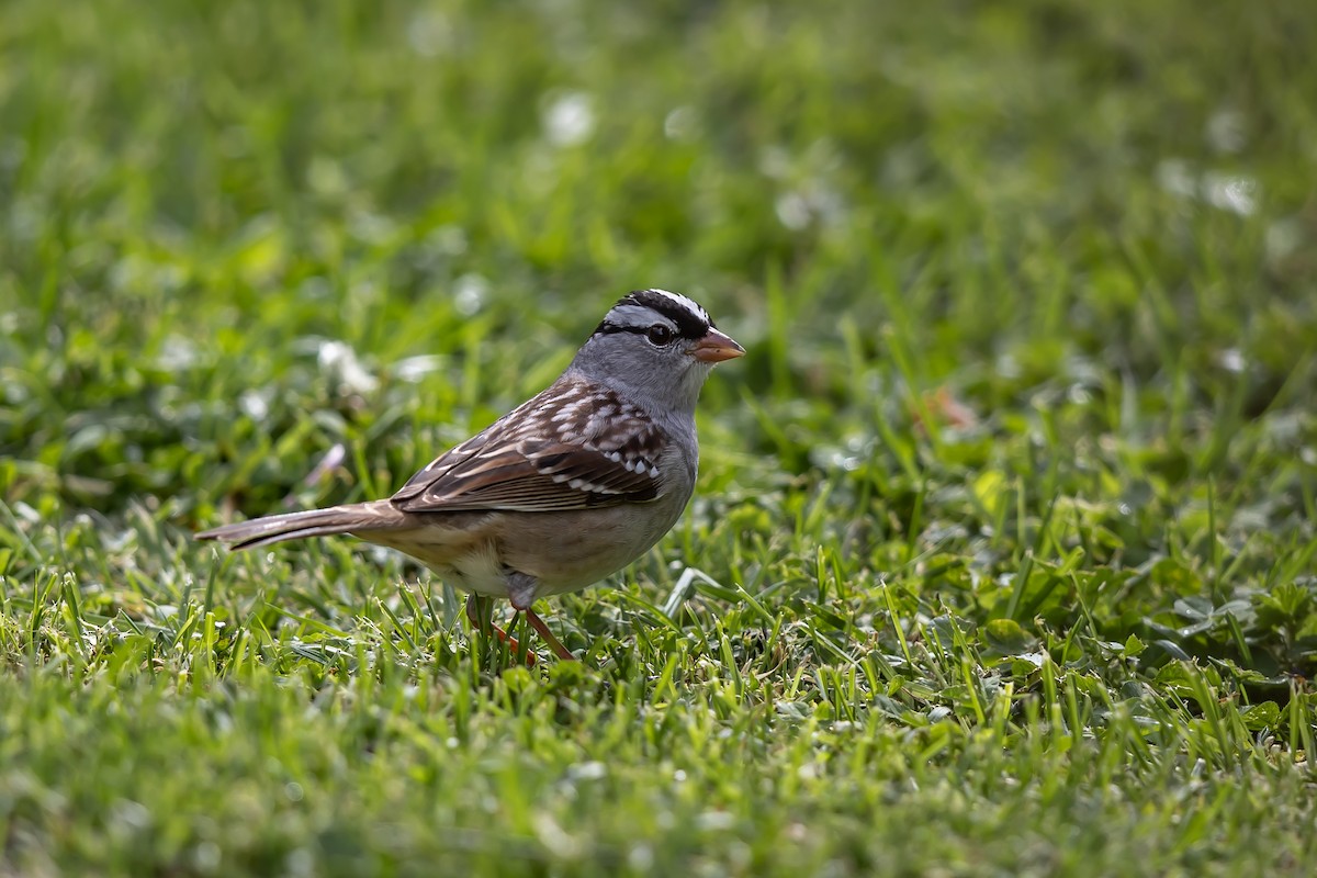eBird Checklist - 2 May 2025 - Yard List - 26 species
