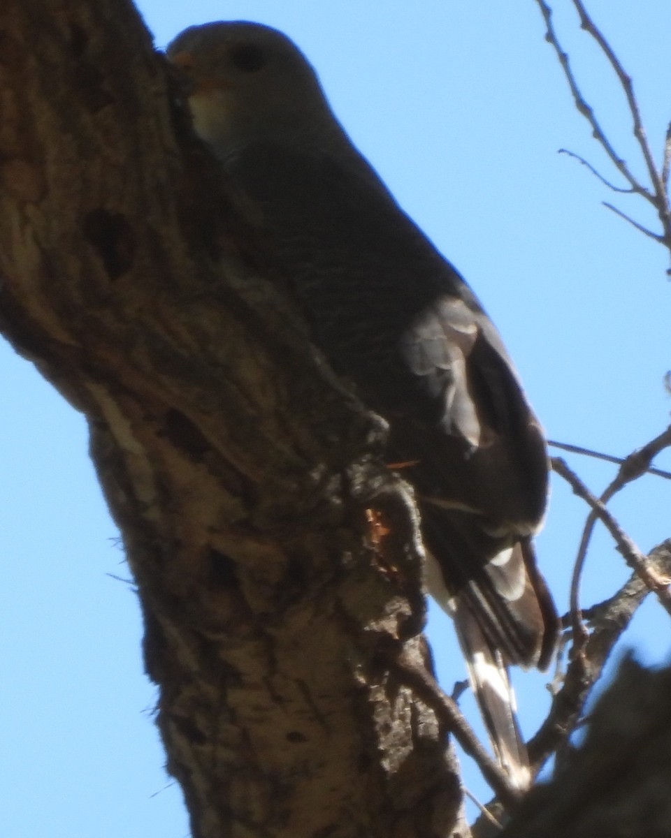 eBird Checklist - 20 Apr 2025 - Anza Trail--Tubac kiosk area - 21 species