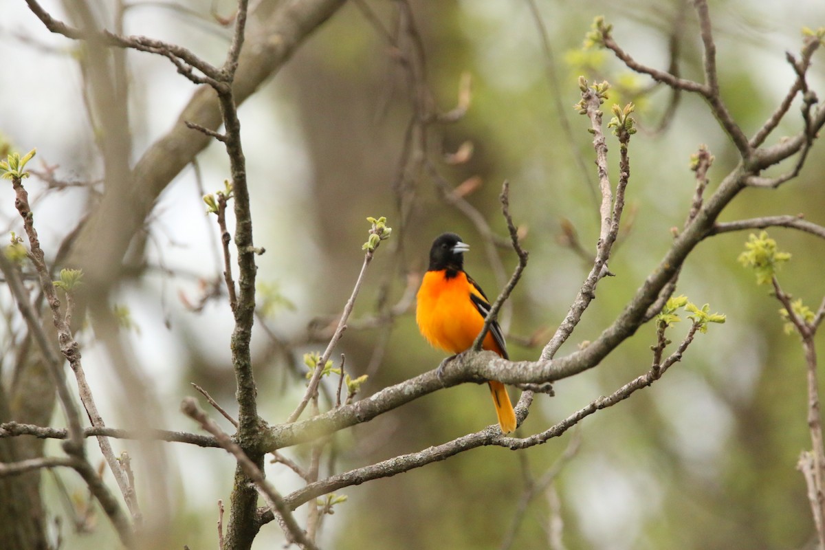 eBird Checklist - 29 Apr 2025 - Elsen's Hill, West DuPage Woods Forest ...