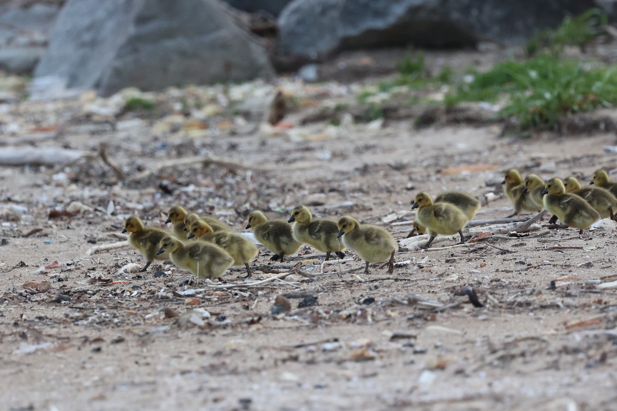 eBird Checklist - 2 May 2025 - Samuel Myers Park - 23 species