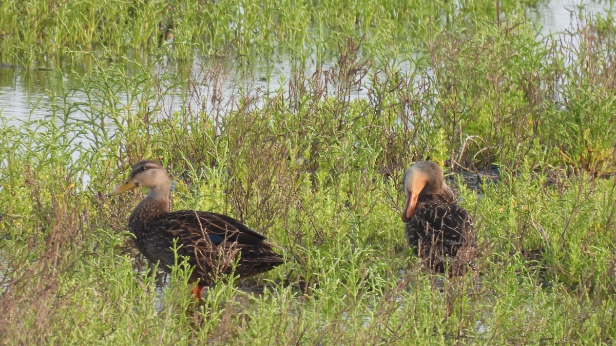 eBird Checklist - 22 Apr 2025 - Oso Bay Wetlands Preserve - 26 species