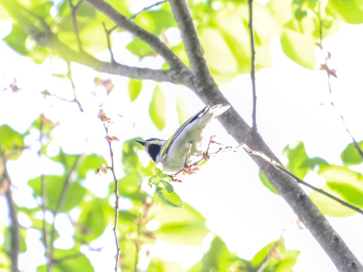eBird Checklist - 2 May 2025 - Shreve Lake Wildlife Area - 2 species