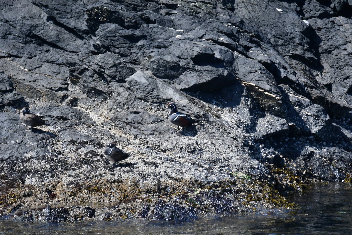 eBird Checklist - 24 Apr 2025 - Rosario Beach / Rosario Head - 21 species