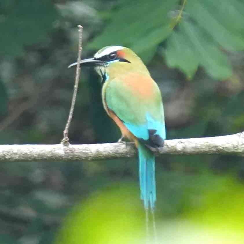 eBird Checklist - 2 May 2025 - Calle al Cerro Verde, Izalco SV ...