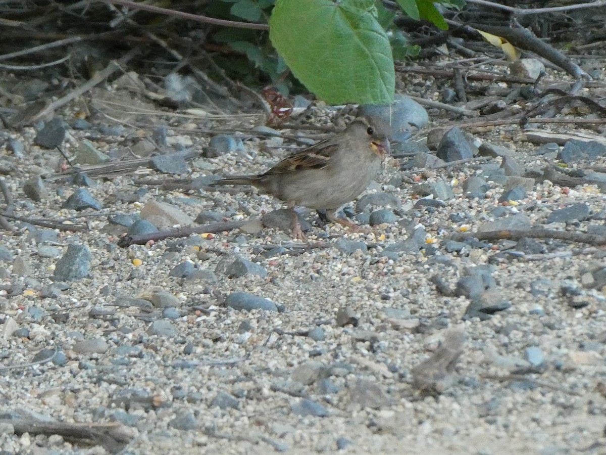 eBird Checklist - 2 May 2025 - American River Parkway behind condo ...