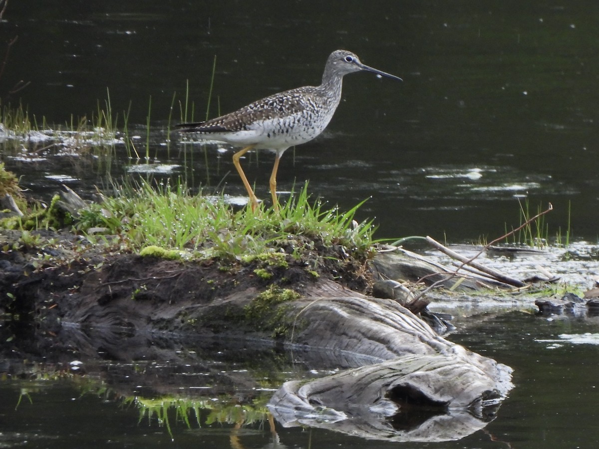 Pennsylvania Bird Atlas Checklist - 3 May 2025 - Harford NW, Harford Road Wetland - 20 species