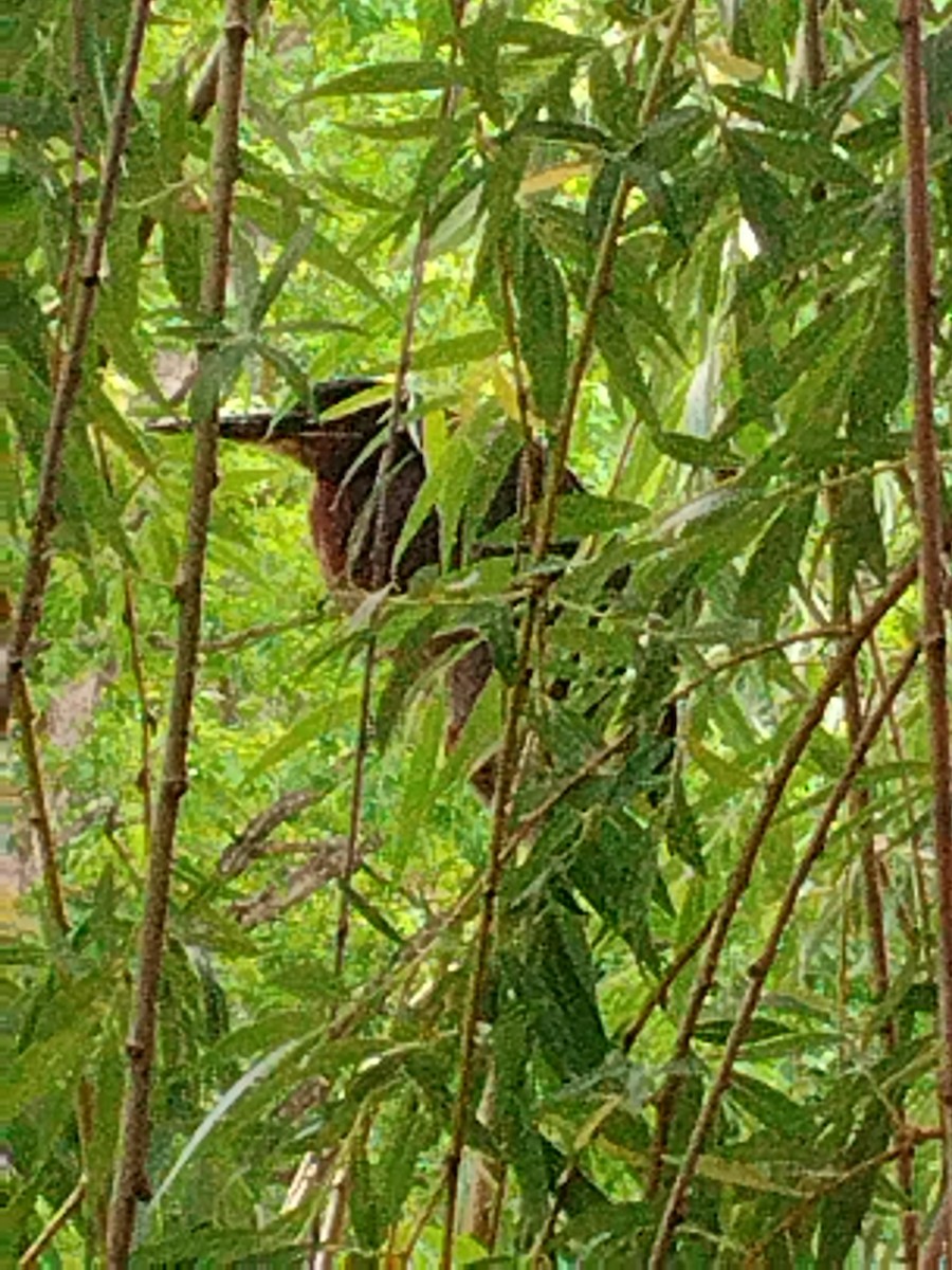 eBird Checklist - 3 May 2025 - Edith J. Carrier Arboretum - 18 species