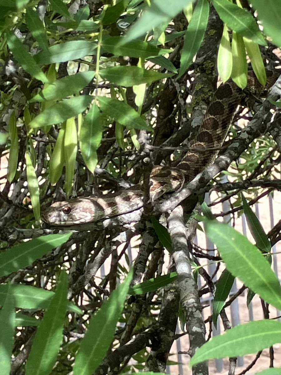 ML634931974 - Asian Racer - Macaulay Library