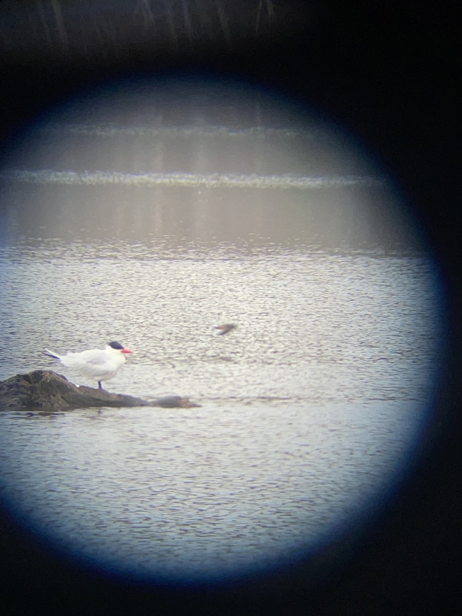 eBird Checklist - 1 May 2025 - Nara Nature Park - 42 species