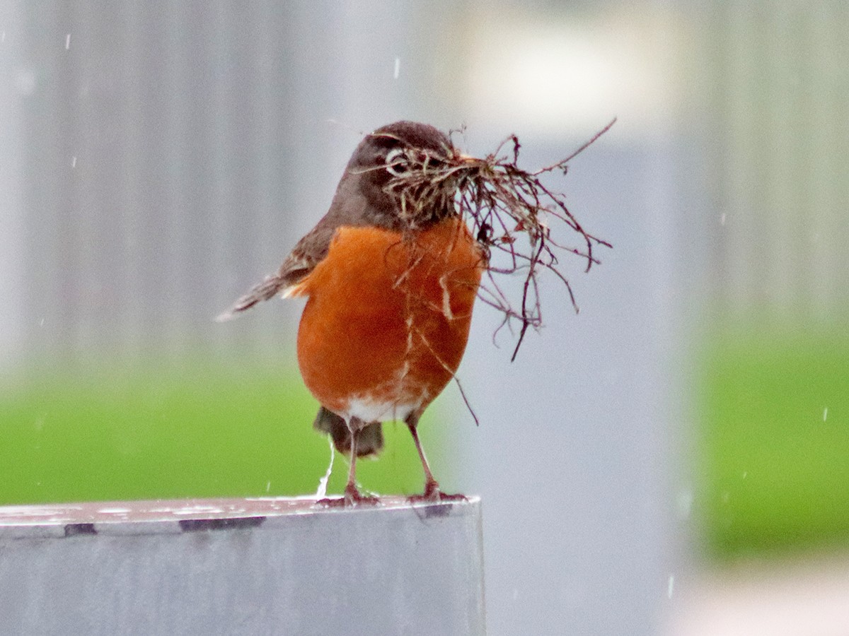 eBird Checklist - 3 May 2025 - Toledo Main Library - 8 species (+1 ...