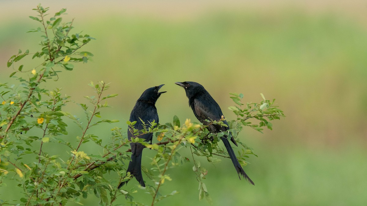 ML634937959 - Black Drongo - Macaulay Library