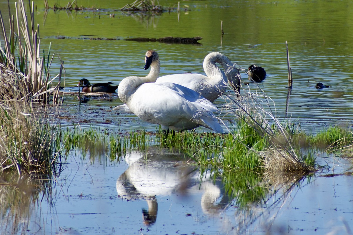 eBird Checklist - 3 May 2025 - Tamarack Nature Center - 27 species