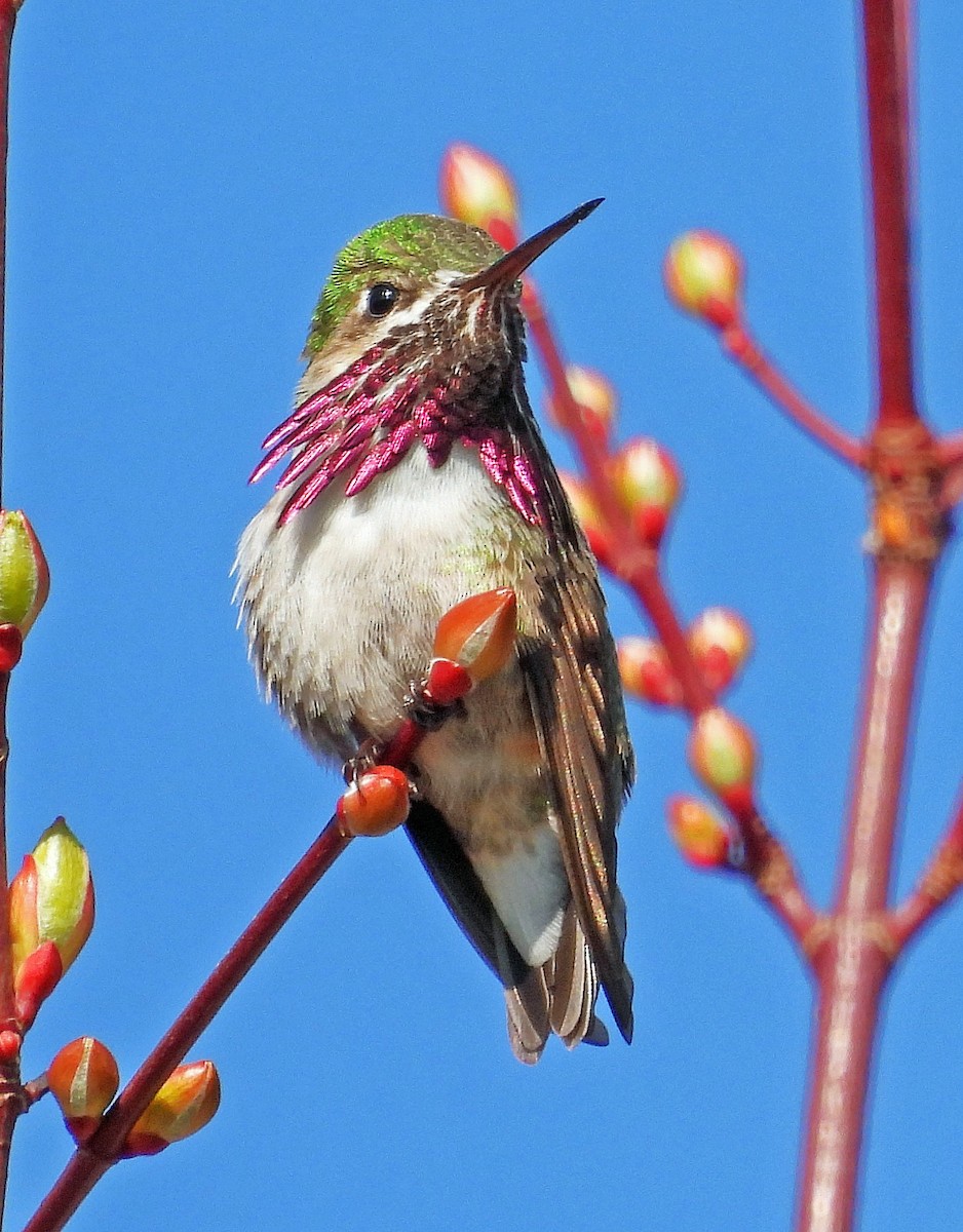 eBird Checklist - 3 May 2025 - Mt Helena City Park - 11 species