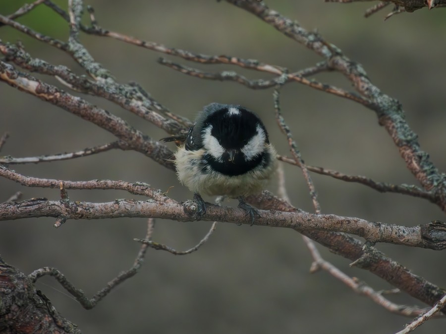 Coal Tit (Caucasus) - eBird