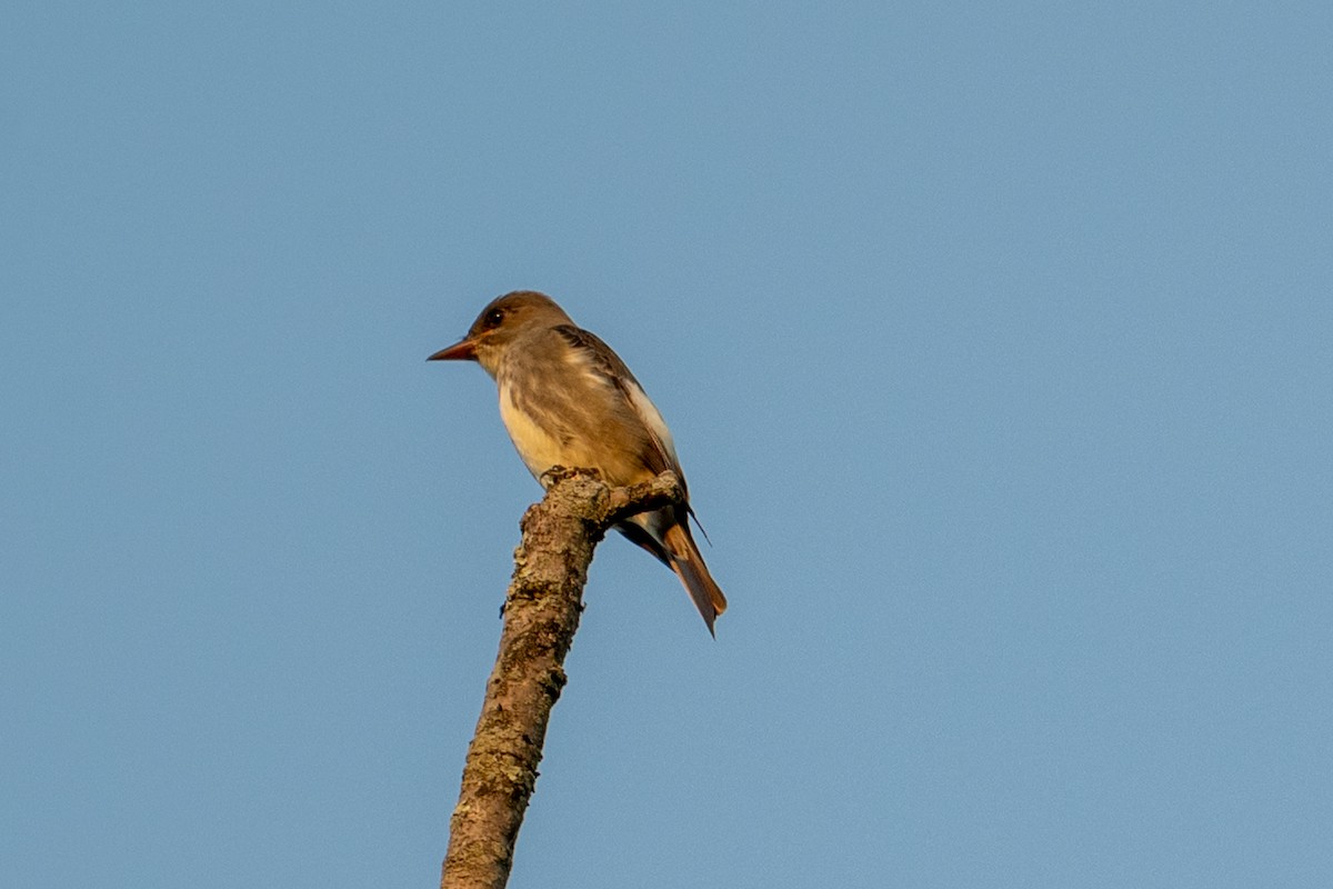 eBird Checklist - 2 May 2025 - Bear Mountain SP--Doodletown Rd. - 7 species