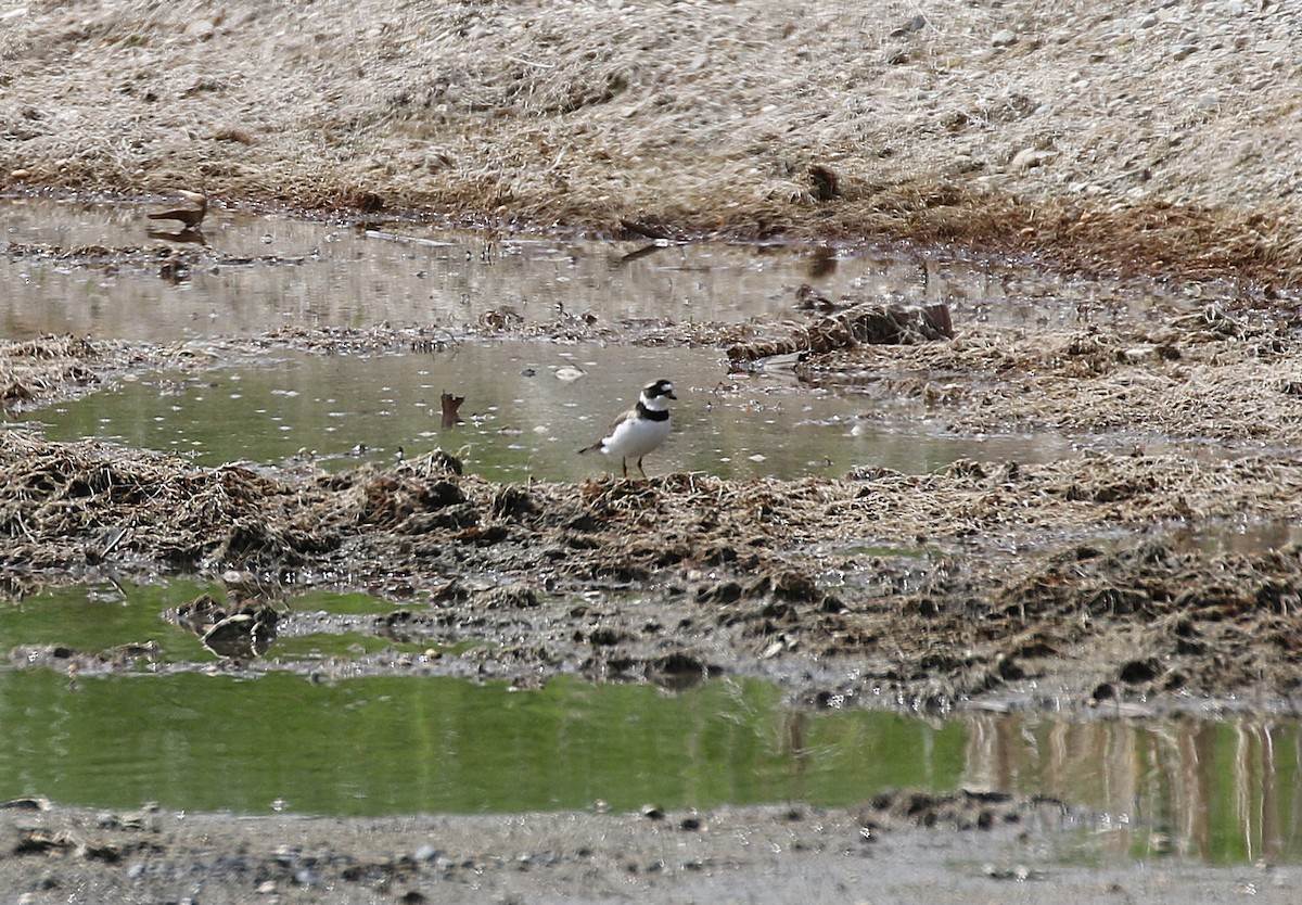 eBird Checklist - 3 May 2025 - Fawn River State Fish Hatchery - 11 species