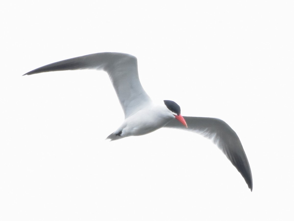 eBird Checklist - 3 May 2025 - O'Fallon Park - 30 species