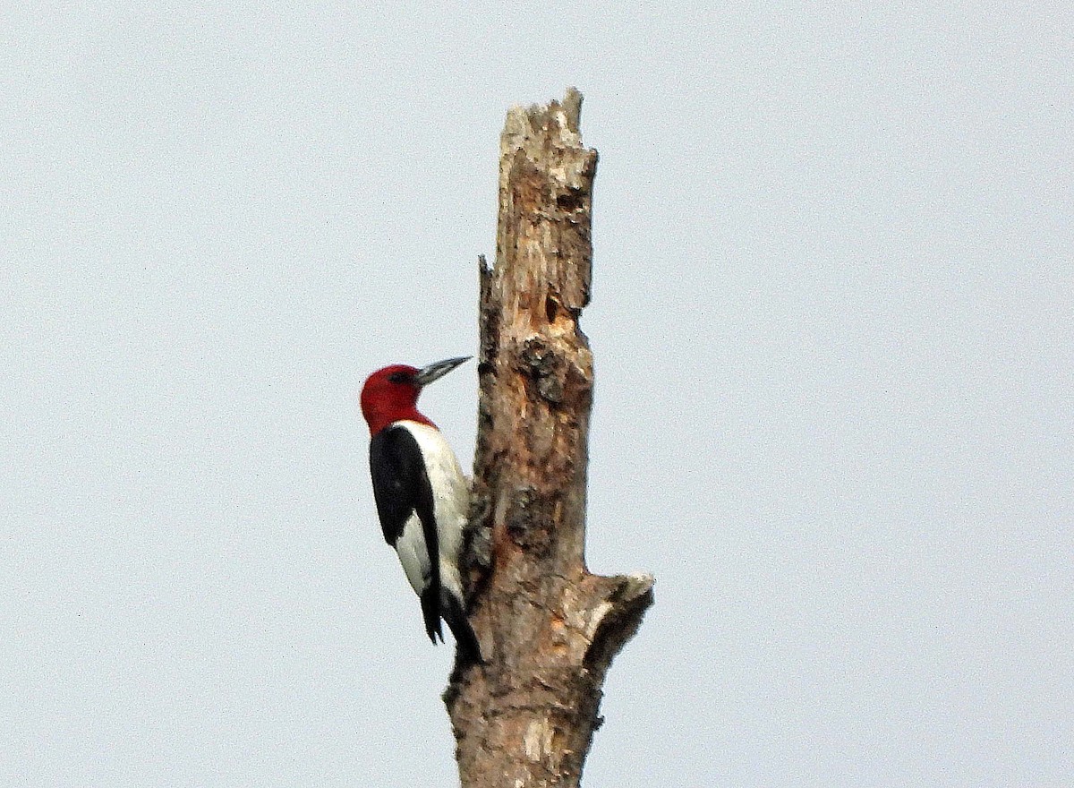 eBird Checklist - 3 May 2025 - Upper Field, Caldwell Field Blacksburg ...