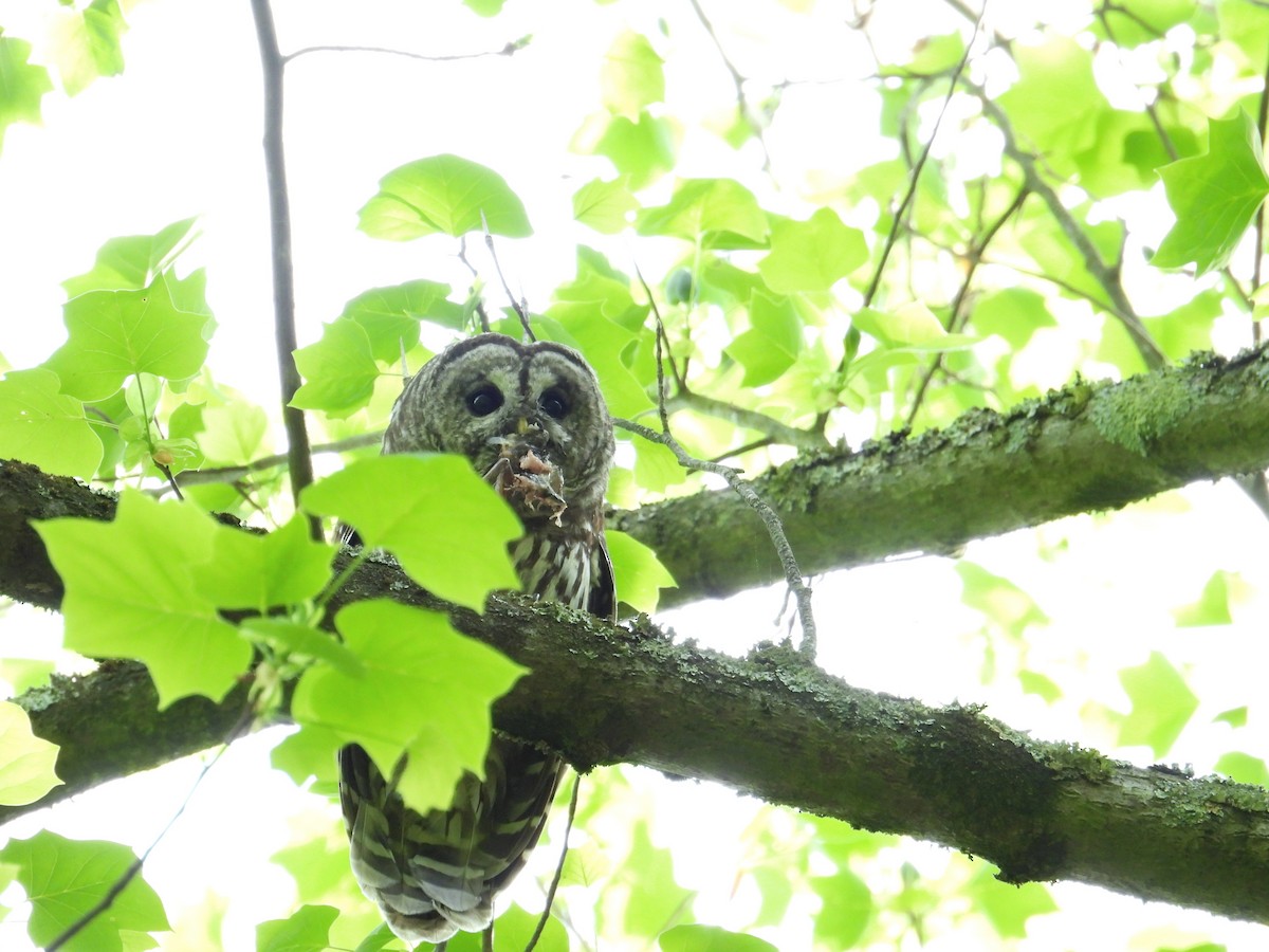 eBird Checklist - 3 May 2025 - Nolde Forest SP - 38 species