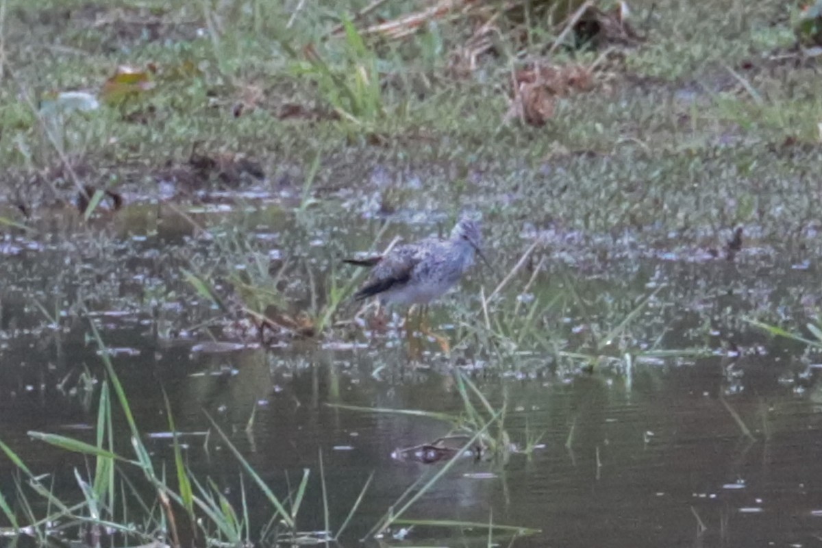 Pennsylvania Bird Atlas Checklist - 3 May 2025 - Scotia Barrens (IBA ...