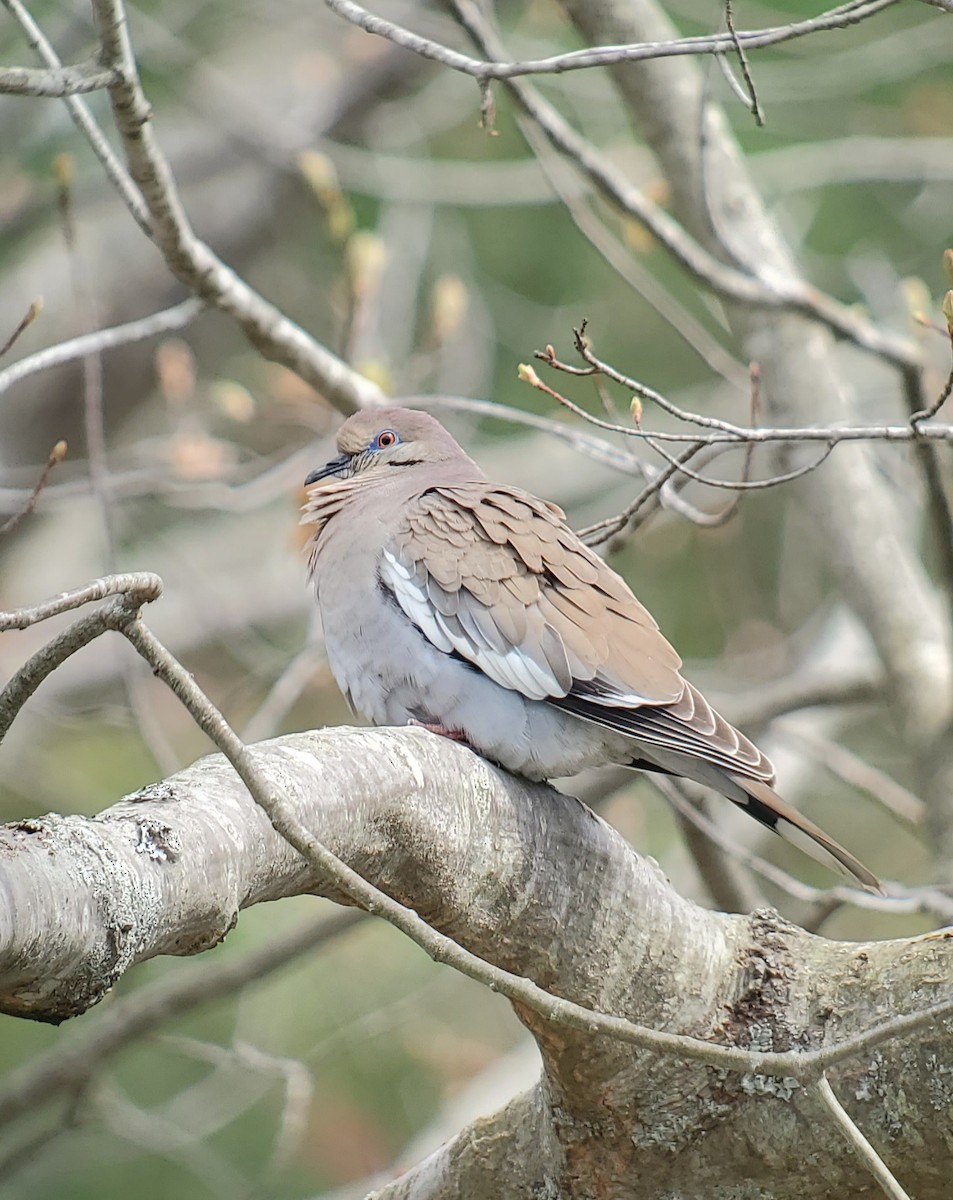 eBird Checklist - 3 May 2025 - My Yard - 16 species