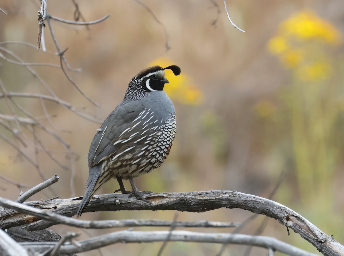eBird Checklist - 3 May 2025 - San Timoteo Creek (SBE Co.) - 62 species ...