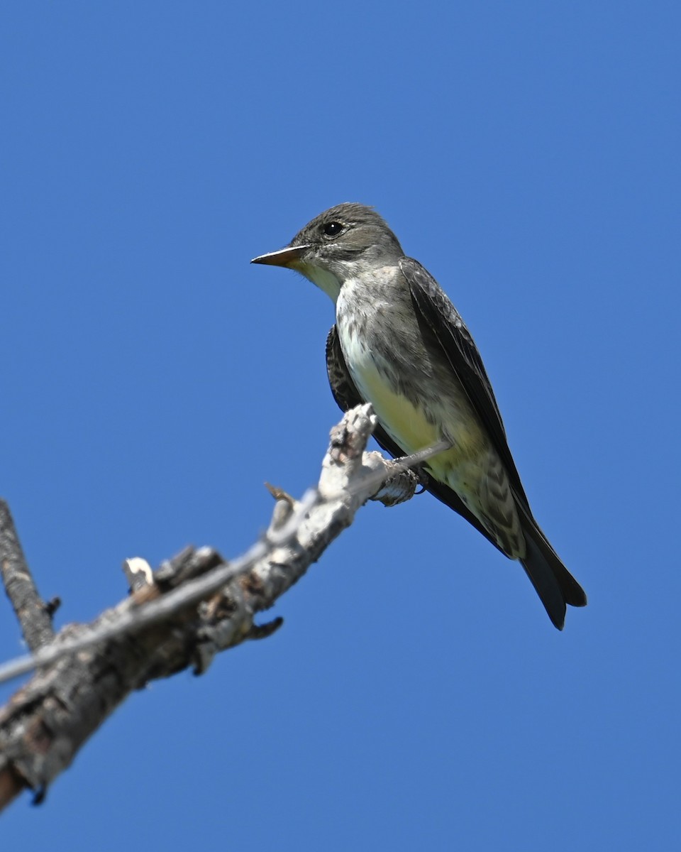 eBird Checklist - 3 May 2025 - Tres Rios Overbank Wetlands (permit ...
