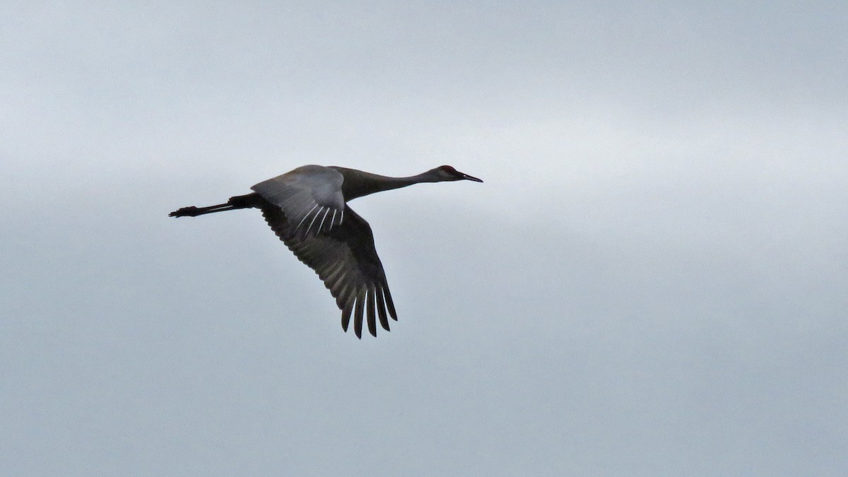 eBird Checklist - 3 May 2025 - White River Marsh SWA - 44 species