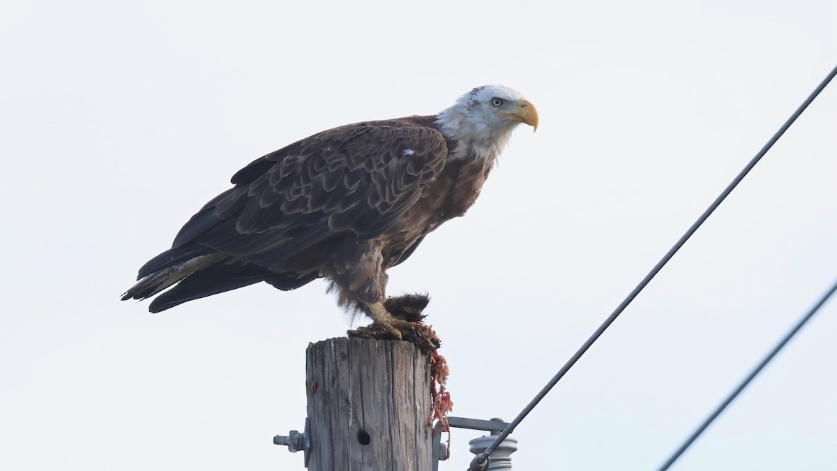 eBird Checklist - 3 May 2025 - Hatton Highway - 1 species