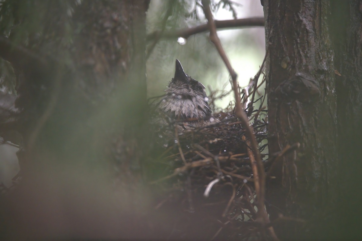 Pennsylvania Bird Atlas Checklist - 3 May 2025 - Milan, PA - 2 species