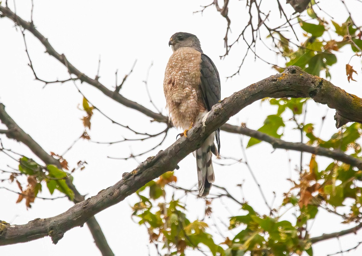 eBird Checklist - 3 May 2025 - Calero Creek Trail - 46 species