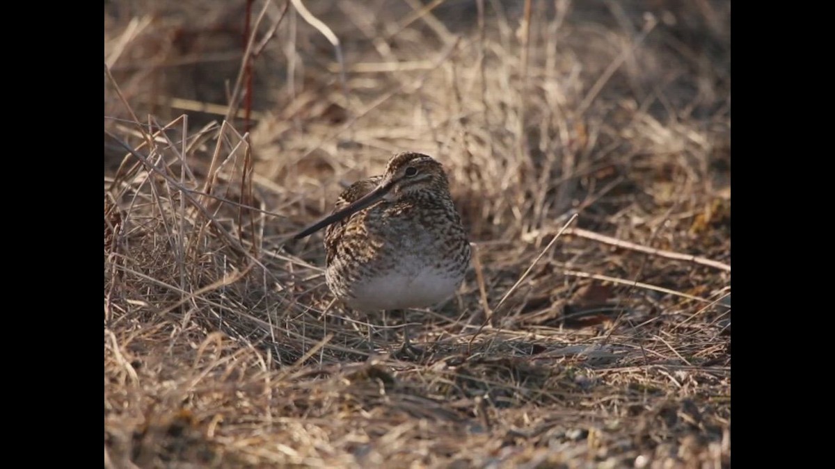 eBird Checklist - 2 May 2025 - Forteau--Brook marsh - 8 species