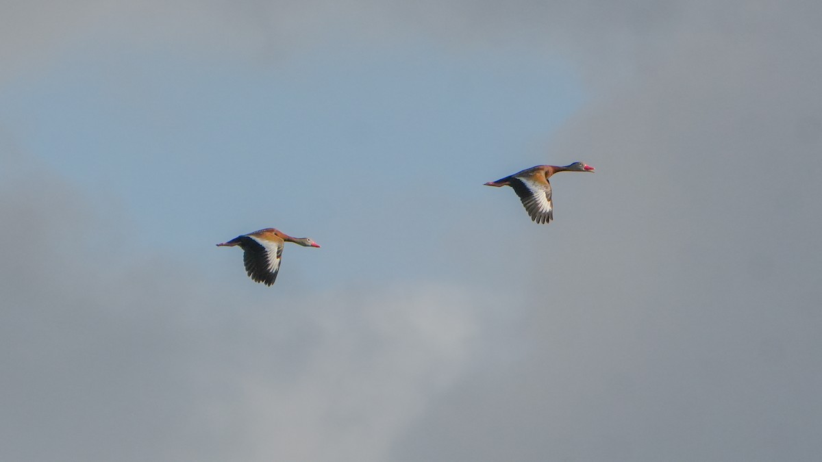 eBird Checklist - 3 May 2025 - Atlantic Sugar Mill - 35 species