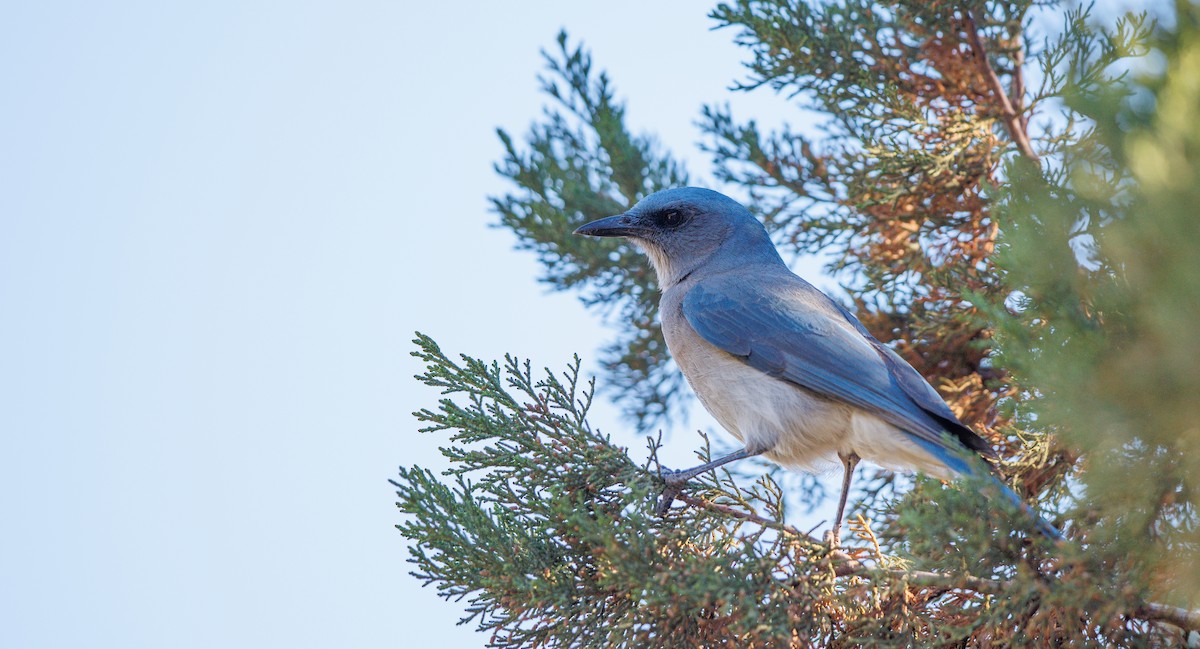 ML634981003 - Mexican Jay (Arizona) - Macaulay Library