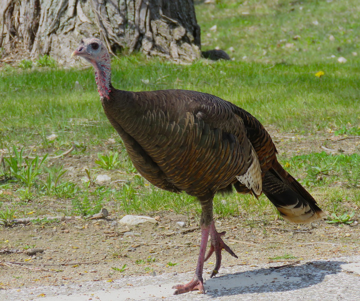 eBird Checklist - 2 May 2025 - Presque Isle SP--Beach 11 - 41 species
