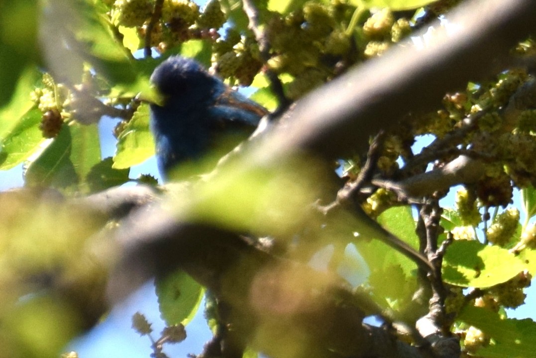 ML634981698 - Indigo Bunting - Macaulay Library