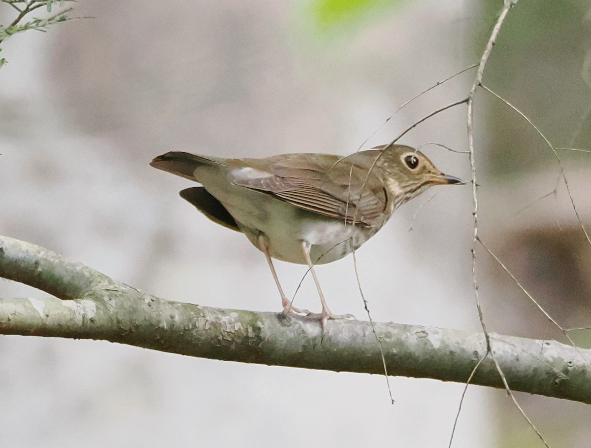 eBird Checklist - 3 May 2025 - Old Mine Rd, Columbia US-NJ 41.00471 ...