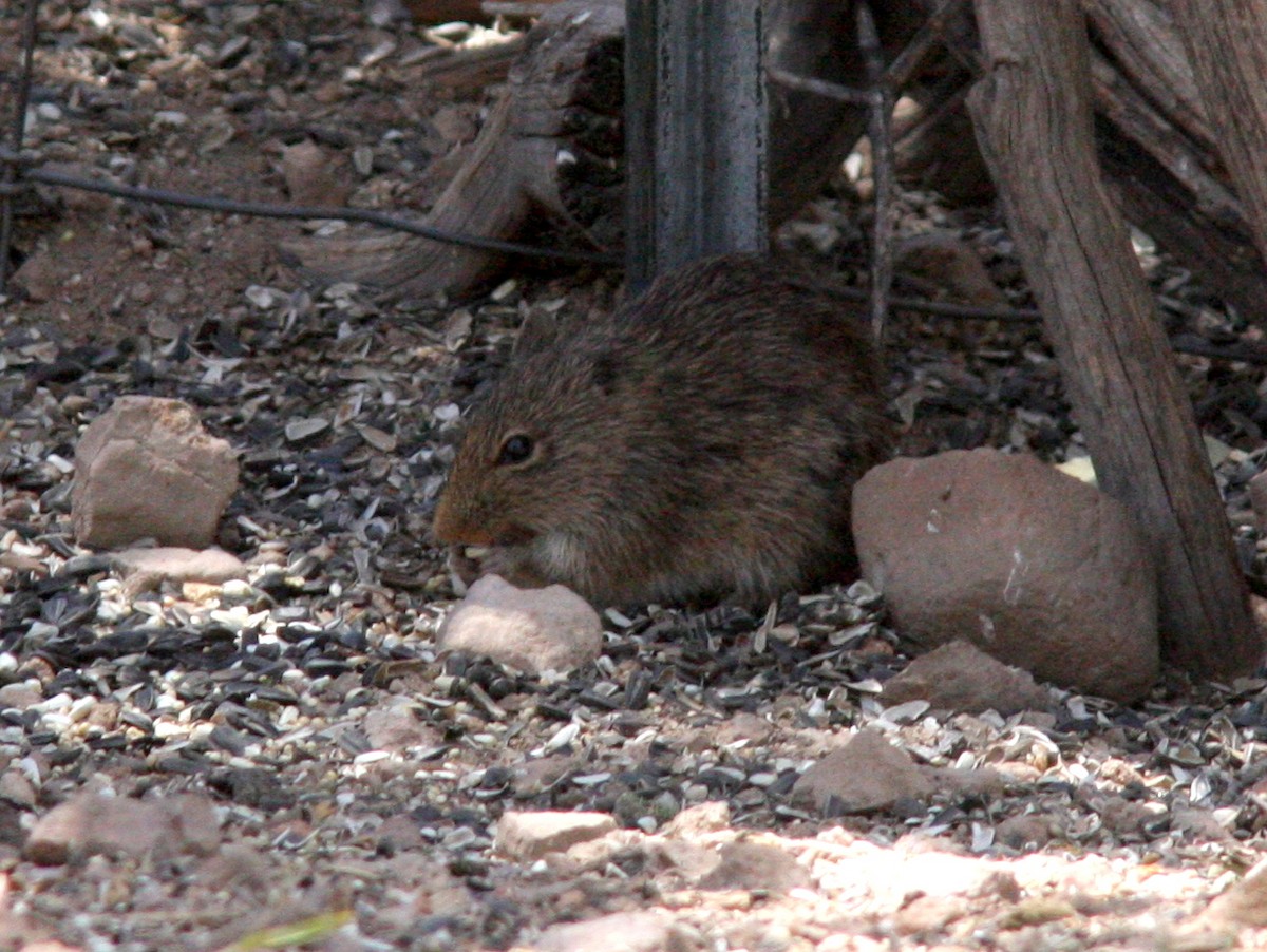 ML634981781 - Yellow-nosed Cotton Rat - Macaulay Library