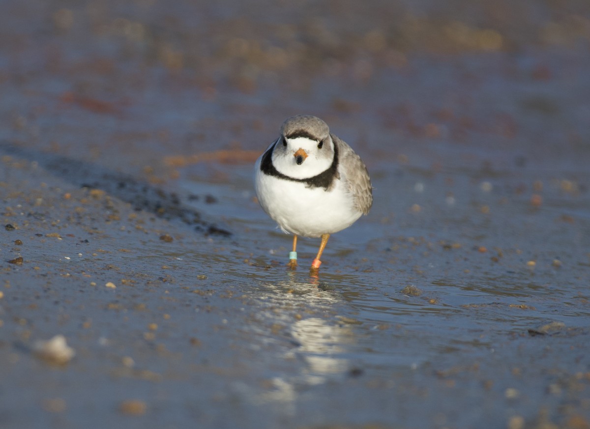 eBird Checklist - 3 May 2025 - Bluebell Beach - 15 species