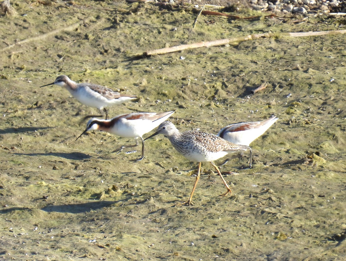 eBird Checklist - 3 May 2025 - Gavins Point National Fish Hatchery - 20 ...