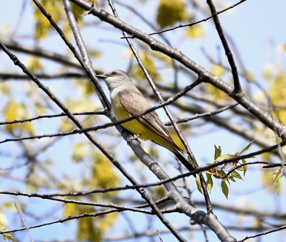 eBird Checklist - 3 May 2025 - Capital Springs SRA—Capital Springs ...