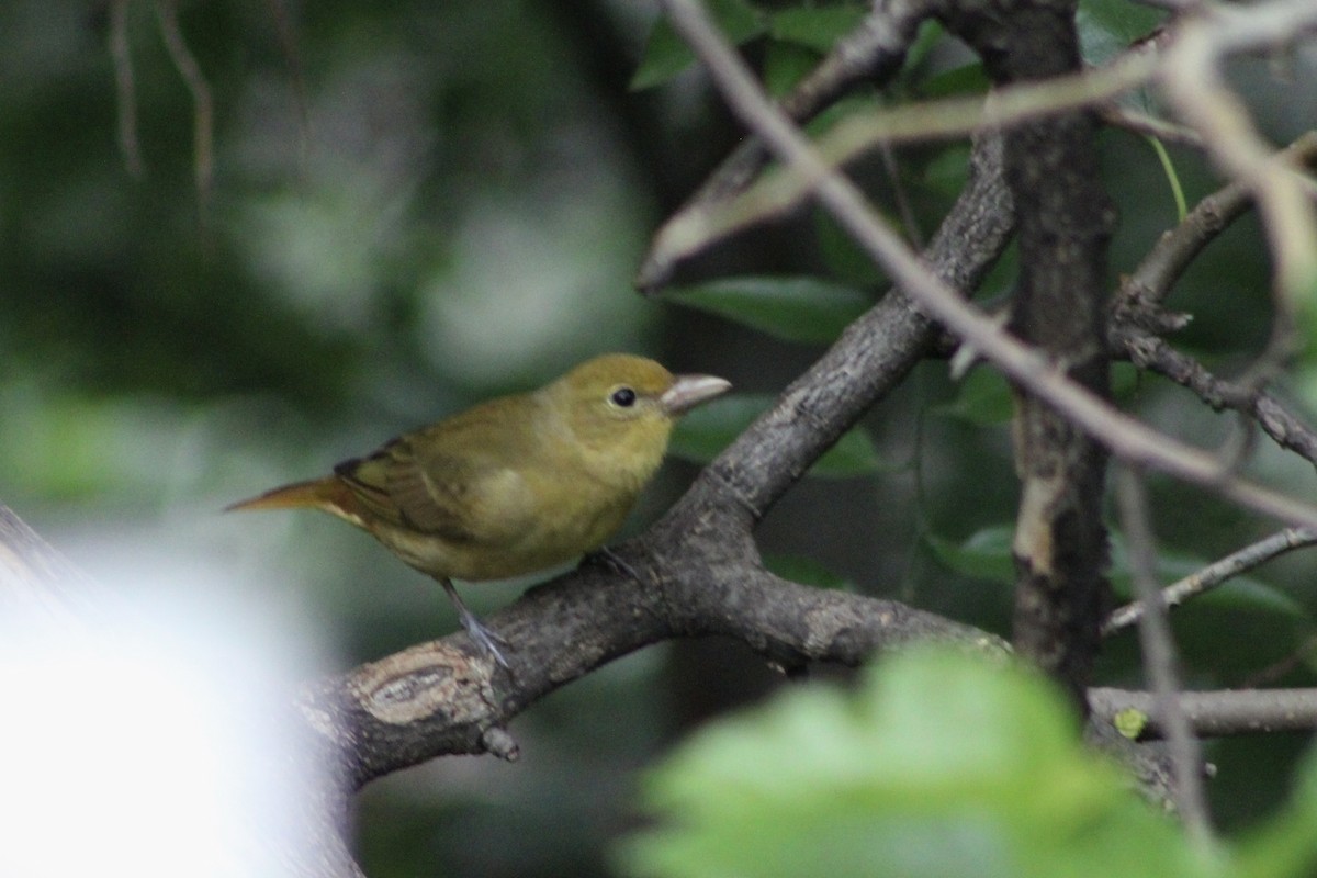 ML634987671 - Summer Tanager - Macaulay Library
