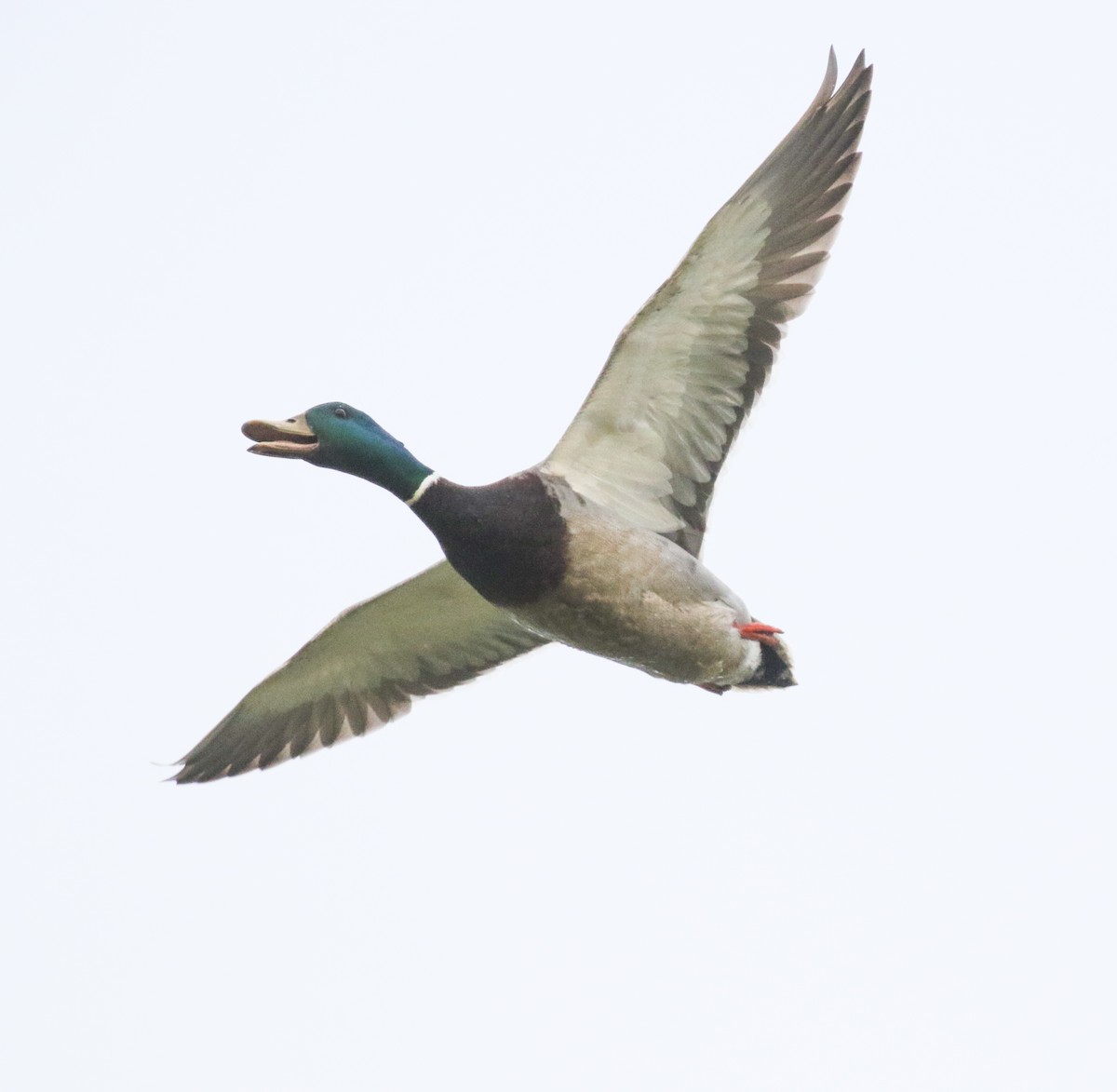 eBird Checklist - 3 May 2025 - Point Defiance Park--Dune Peninsula ...