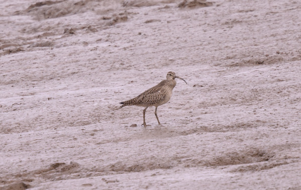 eBird Checklist - 30 Apr 2025 - 瑞安海滨 (Rui'an Coast) - 44 species