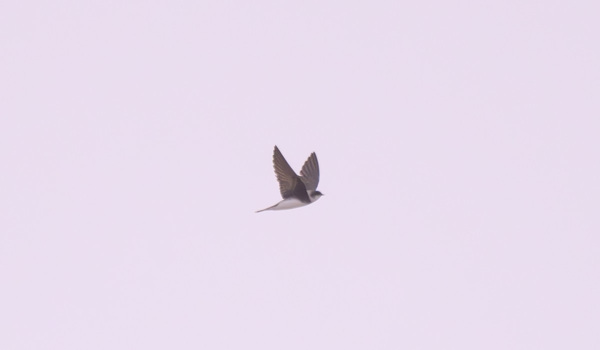 eBird Checklist - 1 May 2025 - 瑞安-北麂航线 (Rui'an-Beiji Islands Route ...