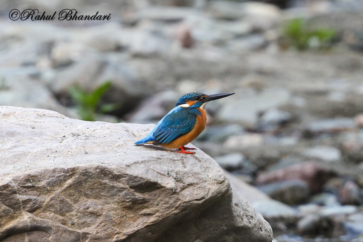 eBird Checklist - 28 Mar 2025 - Chaffi - 13 species