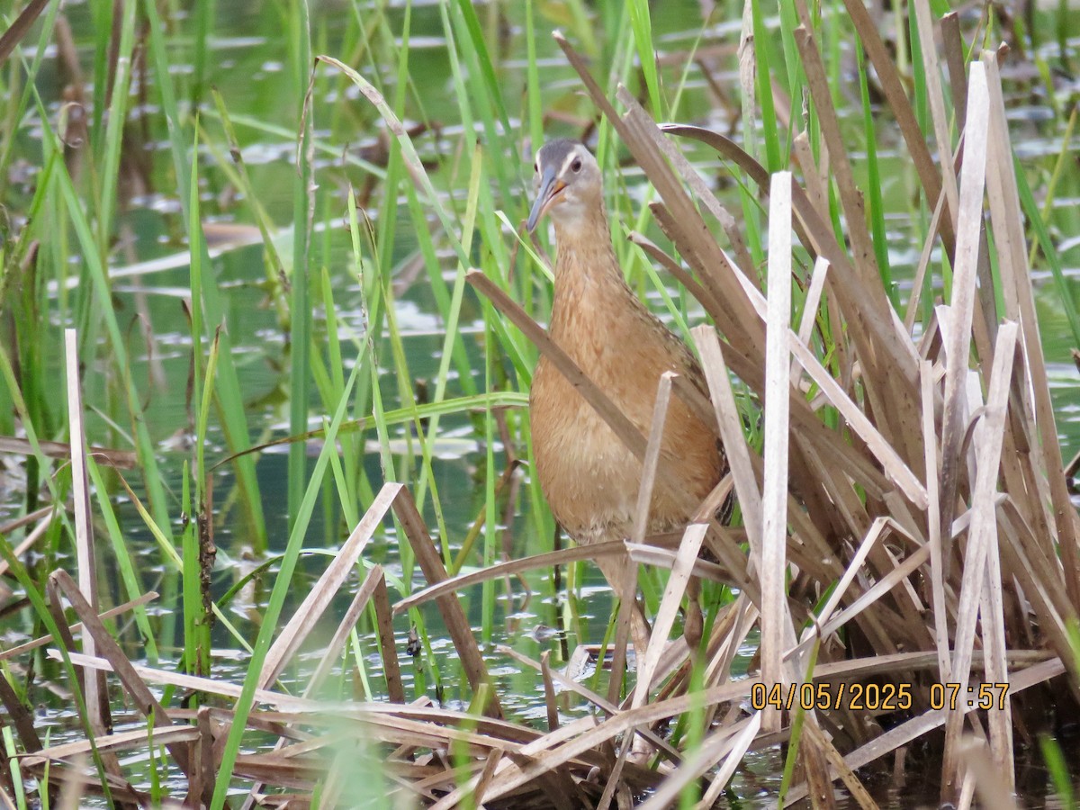 eBird Checklist - 4 May 2025 - Green Bottom WMA--Boardwalk - 5 species