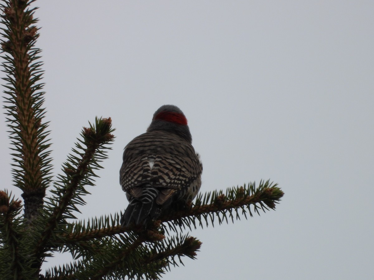 eBird Checklist - 3 May 2025 - Chez Nous - 12 species