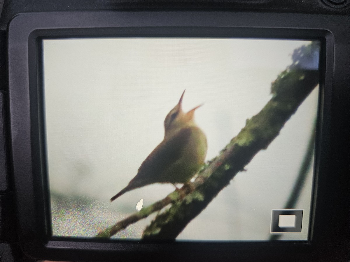 eBird Checklist - 4 May 2025 - Old Mine Road IBA (Warren County only ...
