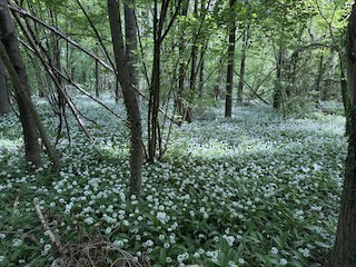 Sentier de la Venoge, Vaud, Switzerland - eBird Hotspot